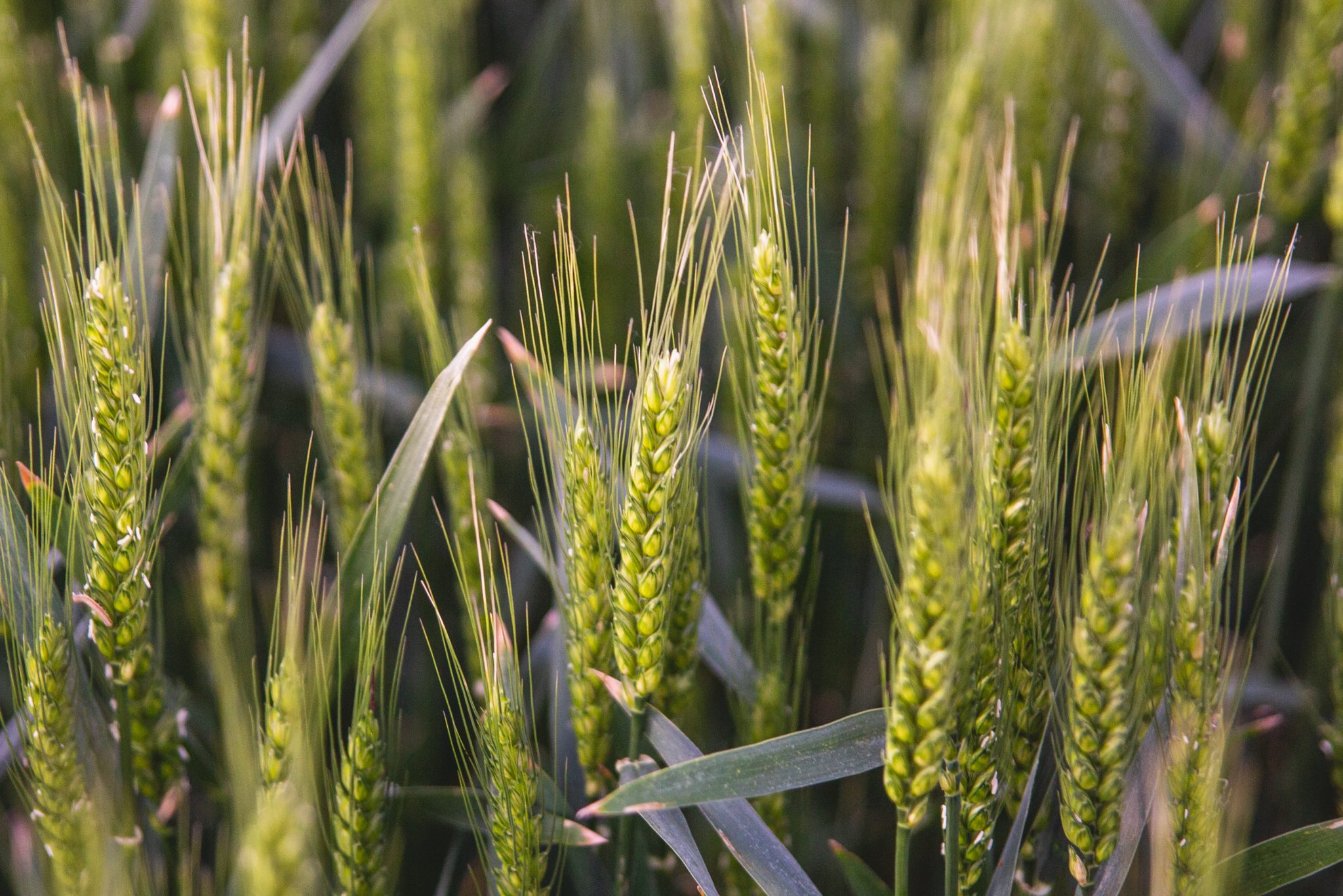 Nidera Semillas lanzó su campaña de trigo 2021 | AgroNoa