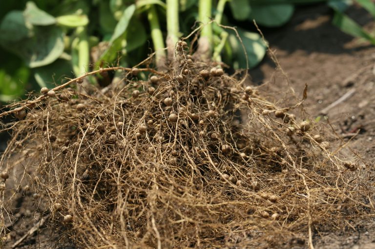Soja, ¿qué inoculante elegir y cómo aplicarlo? | AgroNoa