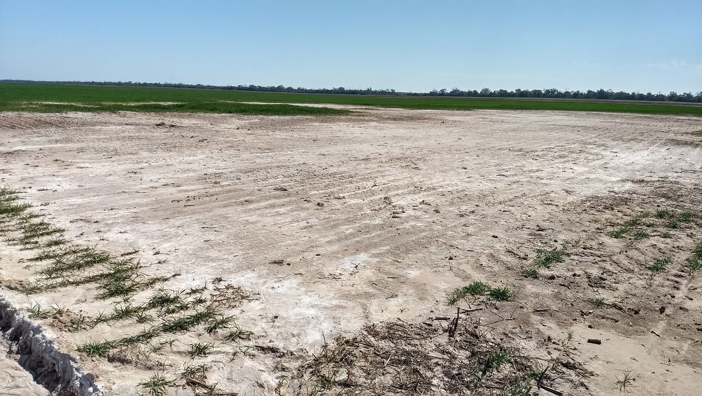 Salinización, enemigo silencioso que avanza a grandes pasos | AgroNoa