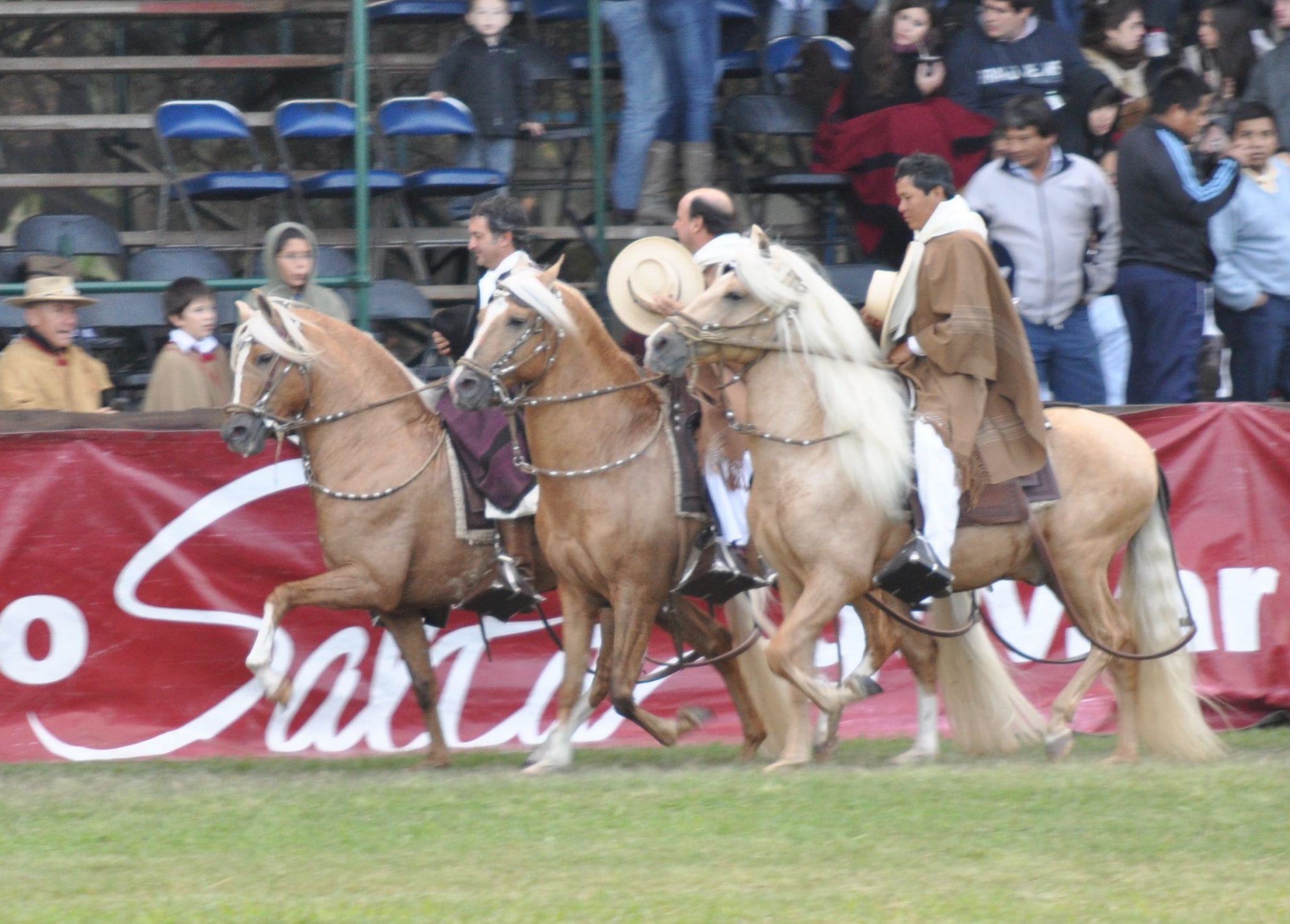 Comienza el Nacional de Peruano de Paso | AgroNoa