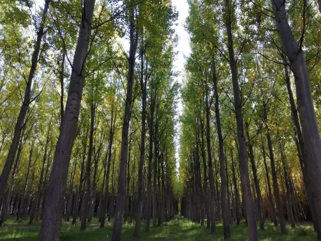 Las plantaciones forestales almacenan 70 millones de toneladas de ...