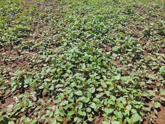 Para el control de Yuyo colorado en soja, la solución es “Capaz” | AgroNoa