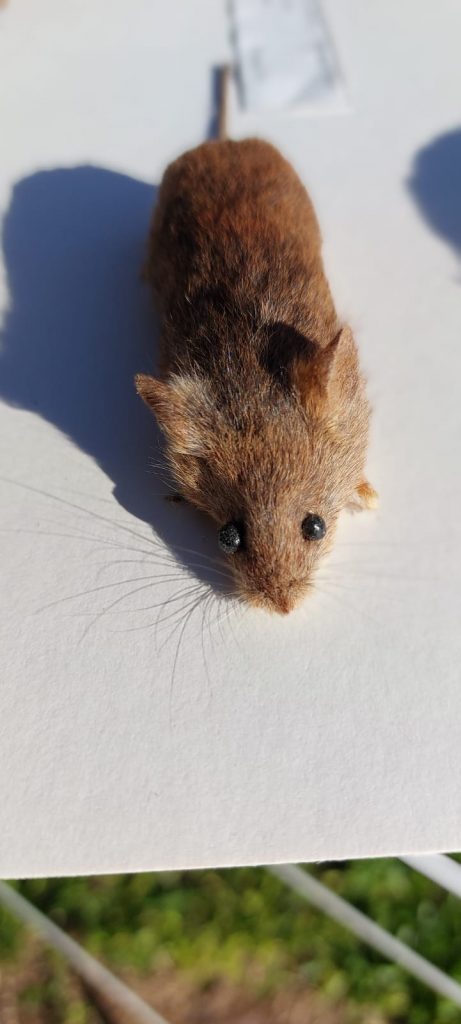 Hantavirus, recomendaciones para prevenir enfermedades con roedores ...