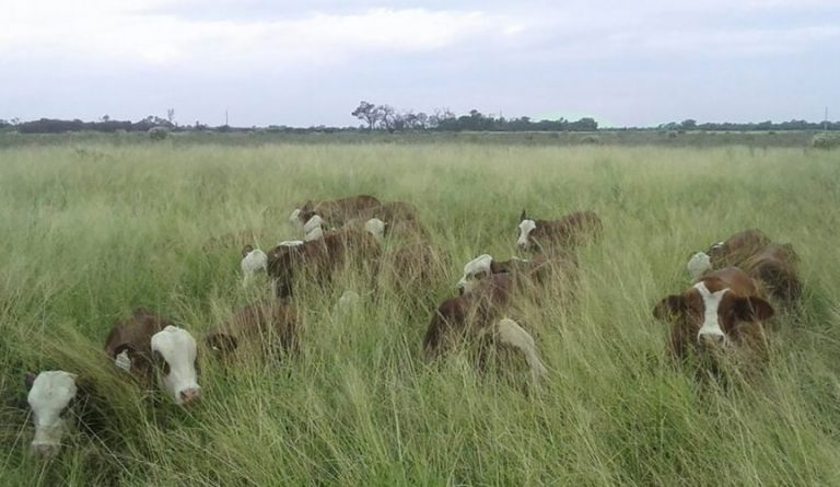 Mejoran la producción de Gatton panic mediante plasma no-térmico | AgroNoa