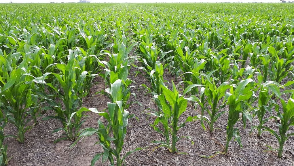 Syngenta presentó un herbicida selectivo para el control de malezas en ...