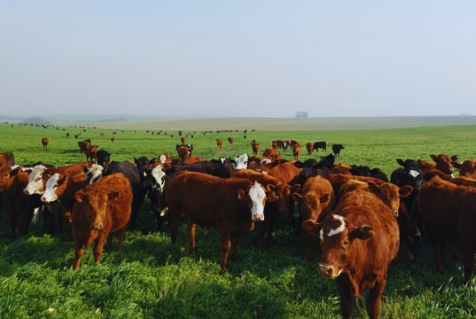 Pastoreo en cultivos: una opción sustentable | AgroNoa