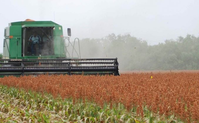 El sorgo con muy buen rendimiento | AgroNoa