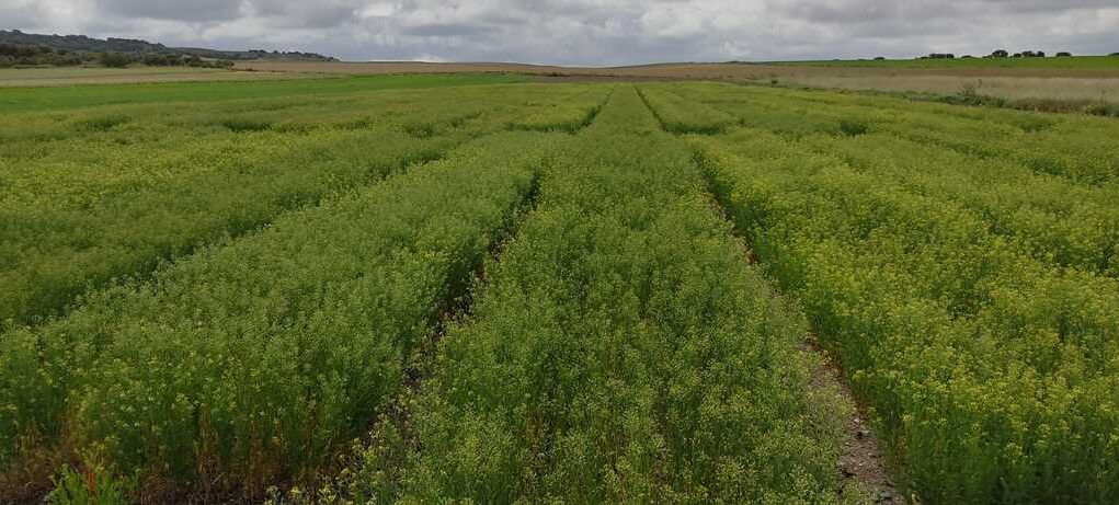 Camelina: cultivo del futuro y mejor aliado del medio ambiente | AgroNoa