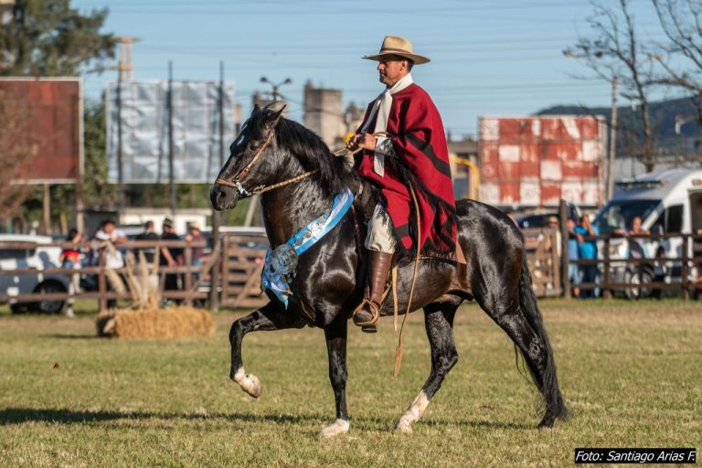 La vigencia y pujanza de los Peruano de Paso | AgroNoa