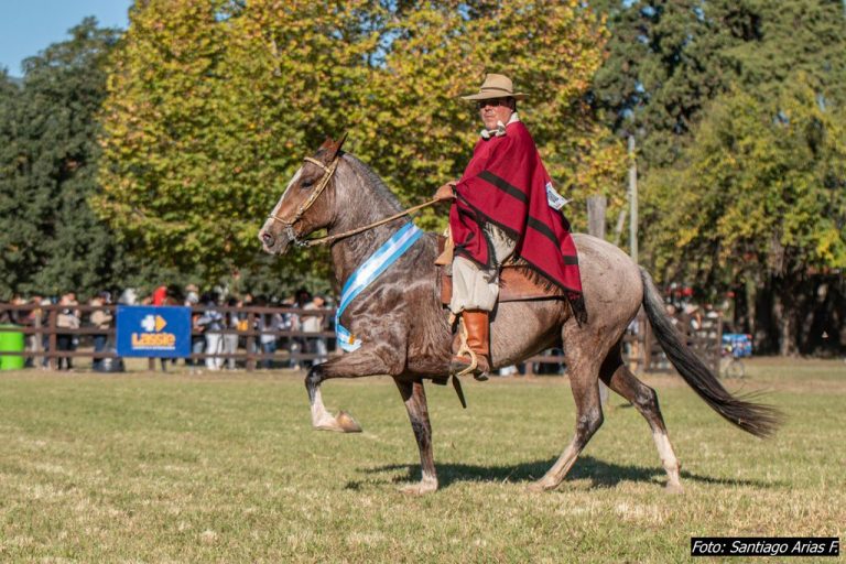La vigencia y pujanza de los Peruano de Paso | AgroNoa