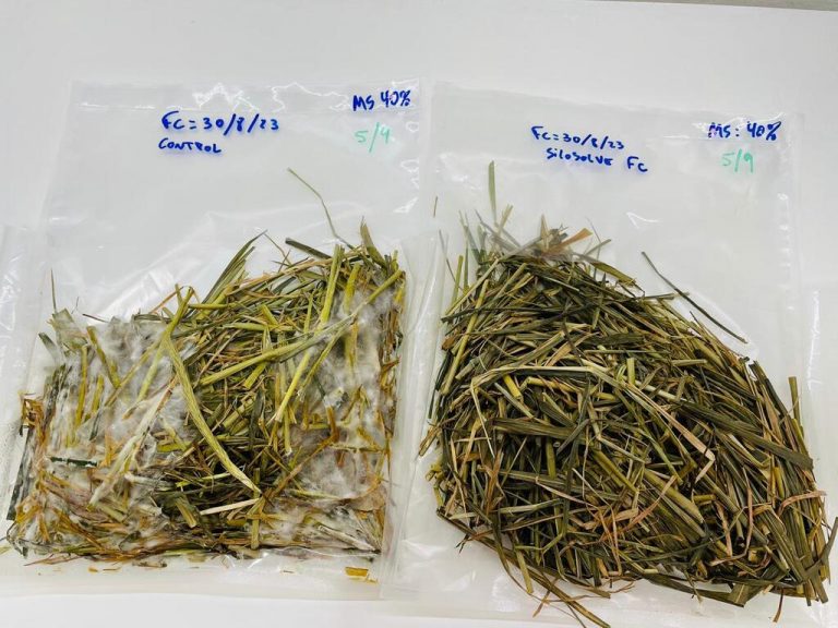 SiloSolve FC: la clave para un silaje de calidad y rentabilidad | AgroNoa