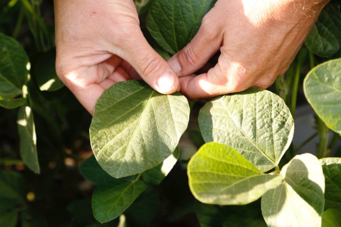 Nidera presentó su propuesta para la nueva campaña de soja | AgroNoa