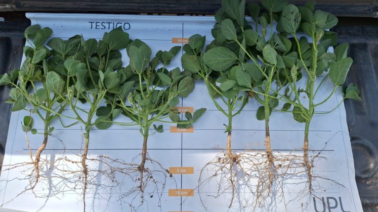 Novonesis lanzará oficialmente Nitragin Genesis | AgroNoa