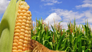 El maíz sigue arriba de 80 quintales | AgroNoa